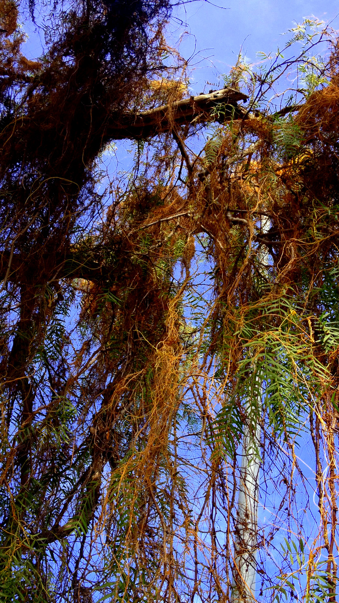 L.A. County Arboretum & Botanic Garden Plant Info: Killer Parasitic ...