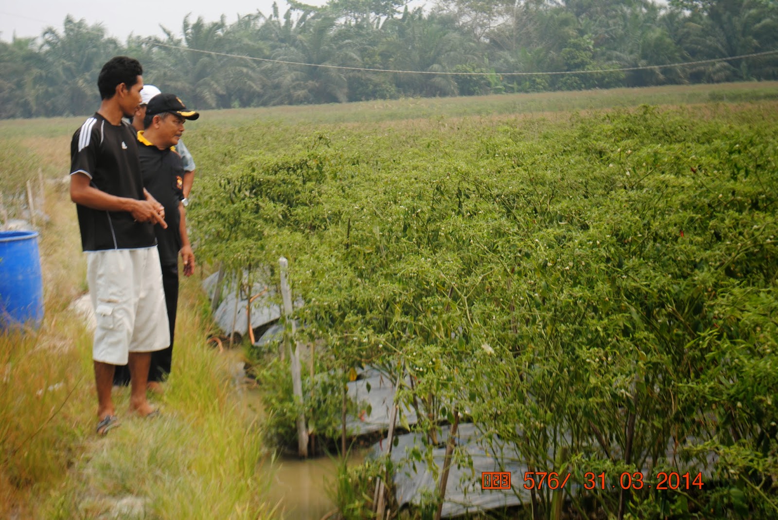 AOS FARM: BERTANAM CABE