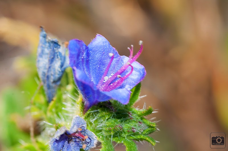 Natural de Rota: Viborera
