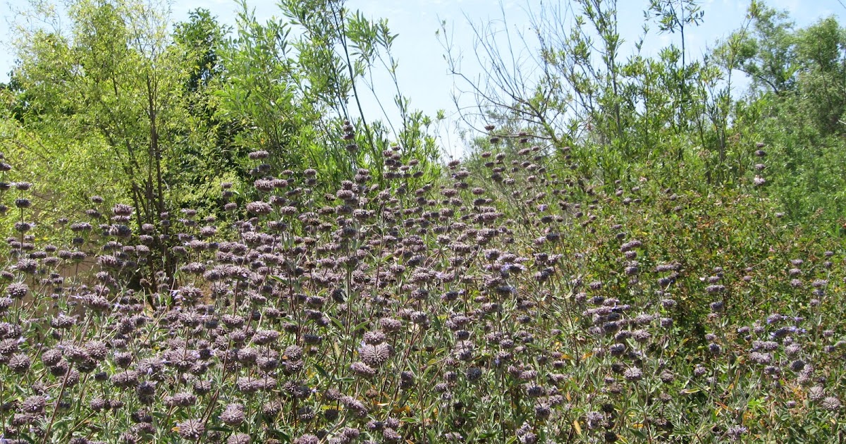 Mother Nature's Backyard - A Water-wise Garden: 'Mother Nature's ...