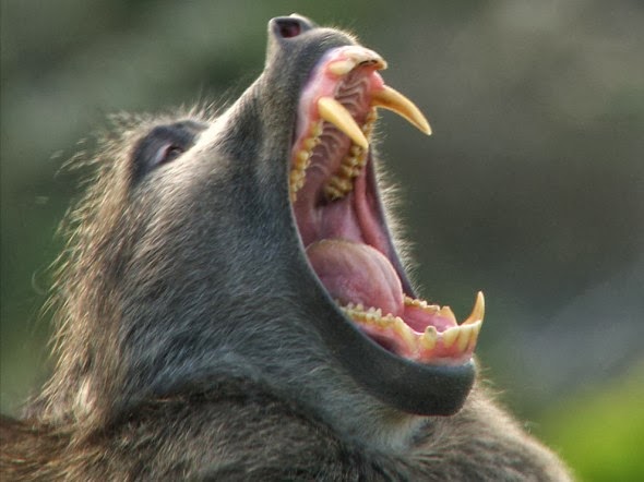 Fall 2013 Anthropology Class: Comparative Dentition Patterns of Primate