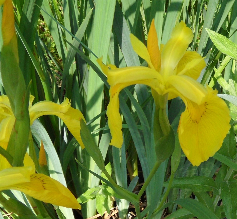 Engelwortel: Op het eerste gezicht … in de berm (8)