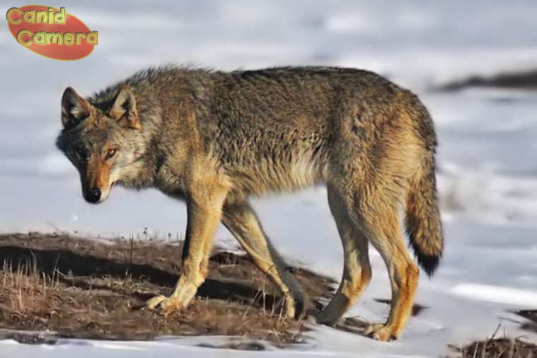 Slap The Penguin: New Species African Golden Wolf discovered