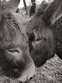 Dyfi Donkeys: Donkey Assisted Learning