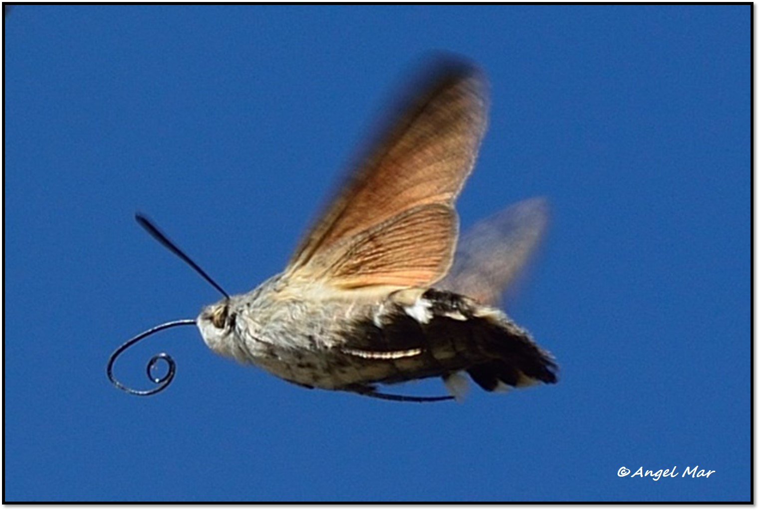 Butterflies and Dragonflies: Macroglossum stellatarum (Polilla Esfinge ...