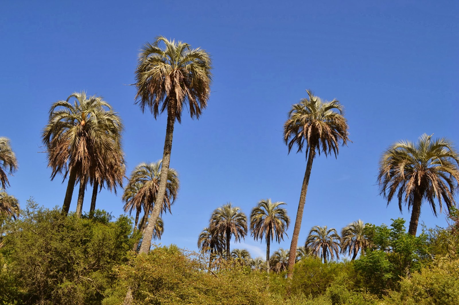 Palmar 2013: Parque Nacional "El Palmar"