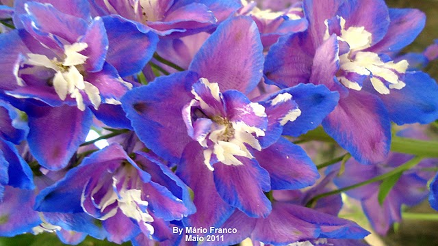 Meu Cantinho Verde: DELFINO - ( Delphinium ajacis )