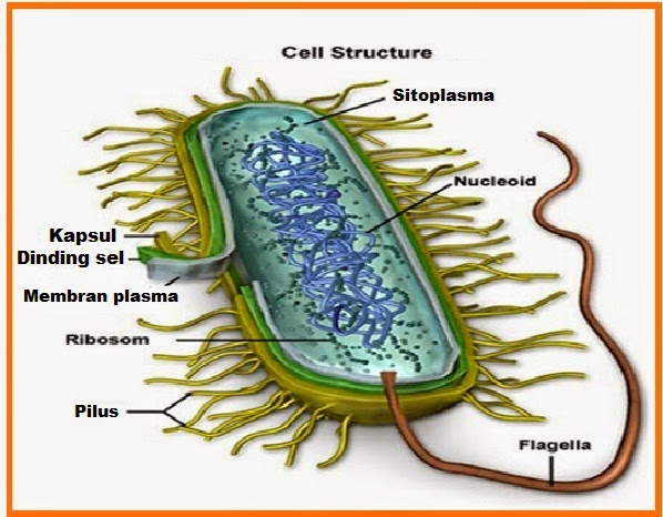 Pelajaran yang muncul di Lumpur Lapindo: Struktur Sel Bakteri