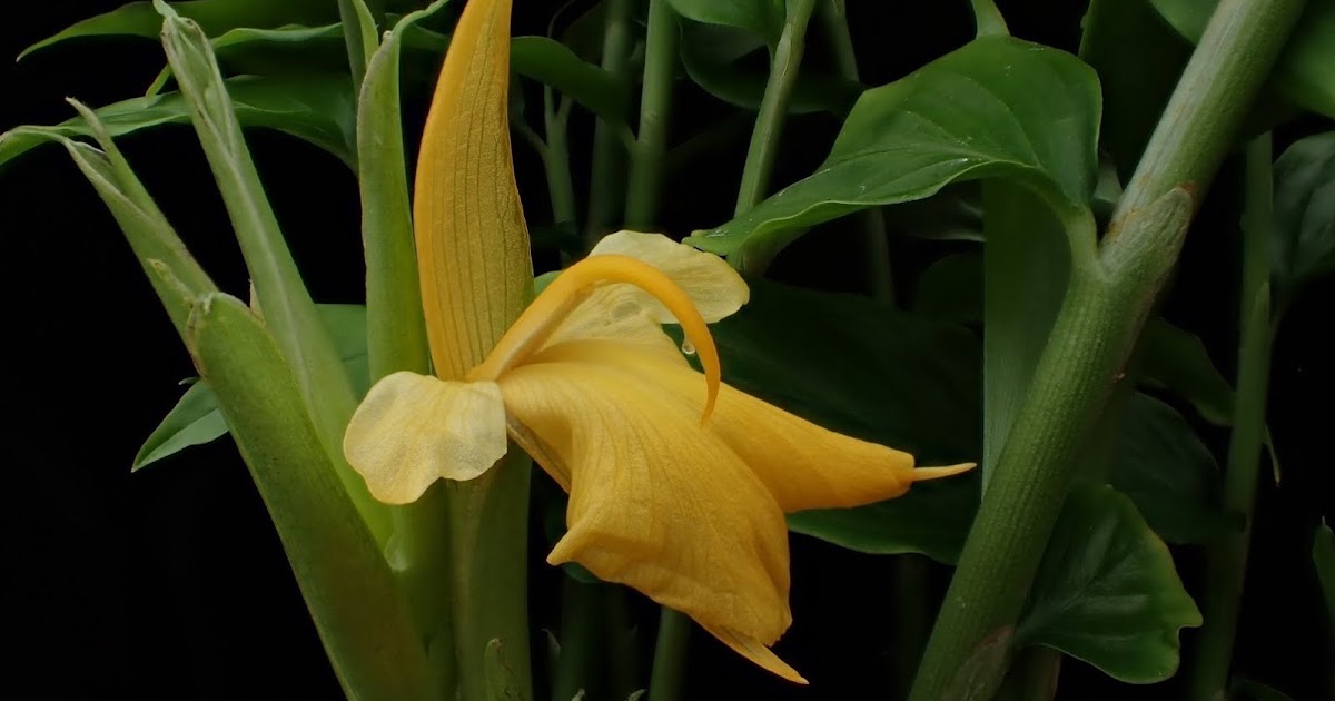 Species New to Science: [Botany • 2017] Zingiber ultralimitale • A New ...