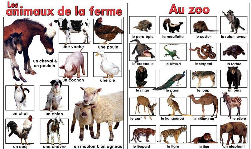 Le Cahier de Français: LES ANIMAUX