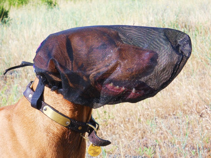 redbirddog - a hungarian pointer (vizsla) blog: Bailey and Chloe Outfox ...