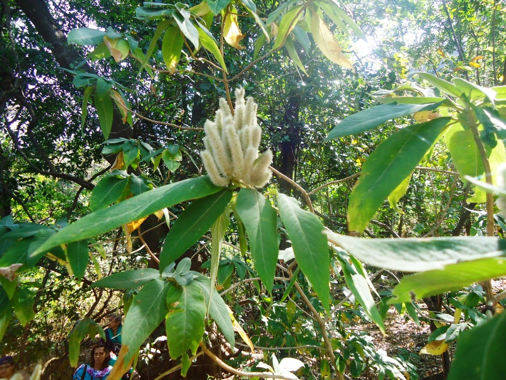 Spice of Life!: Sacred groves (Nandivli)