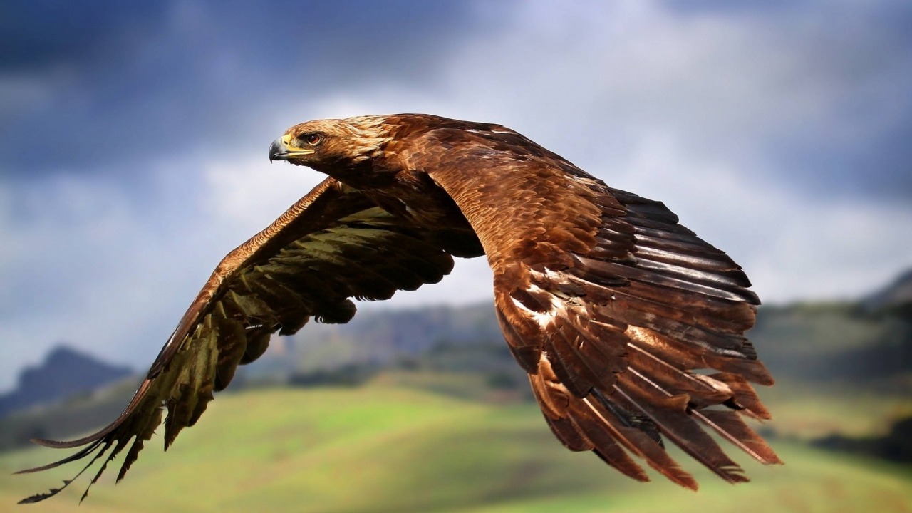 CARPE DIEM HAIKU KAI: Carpe Diem #1595 hawk (taka)