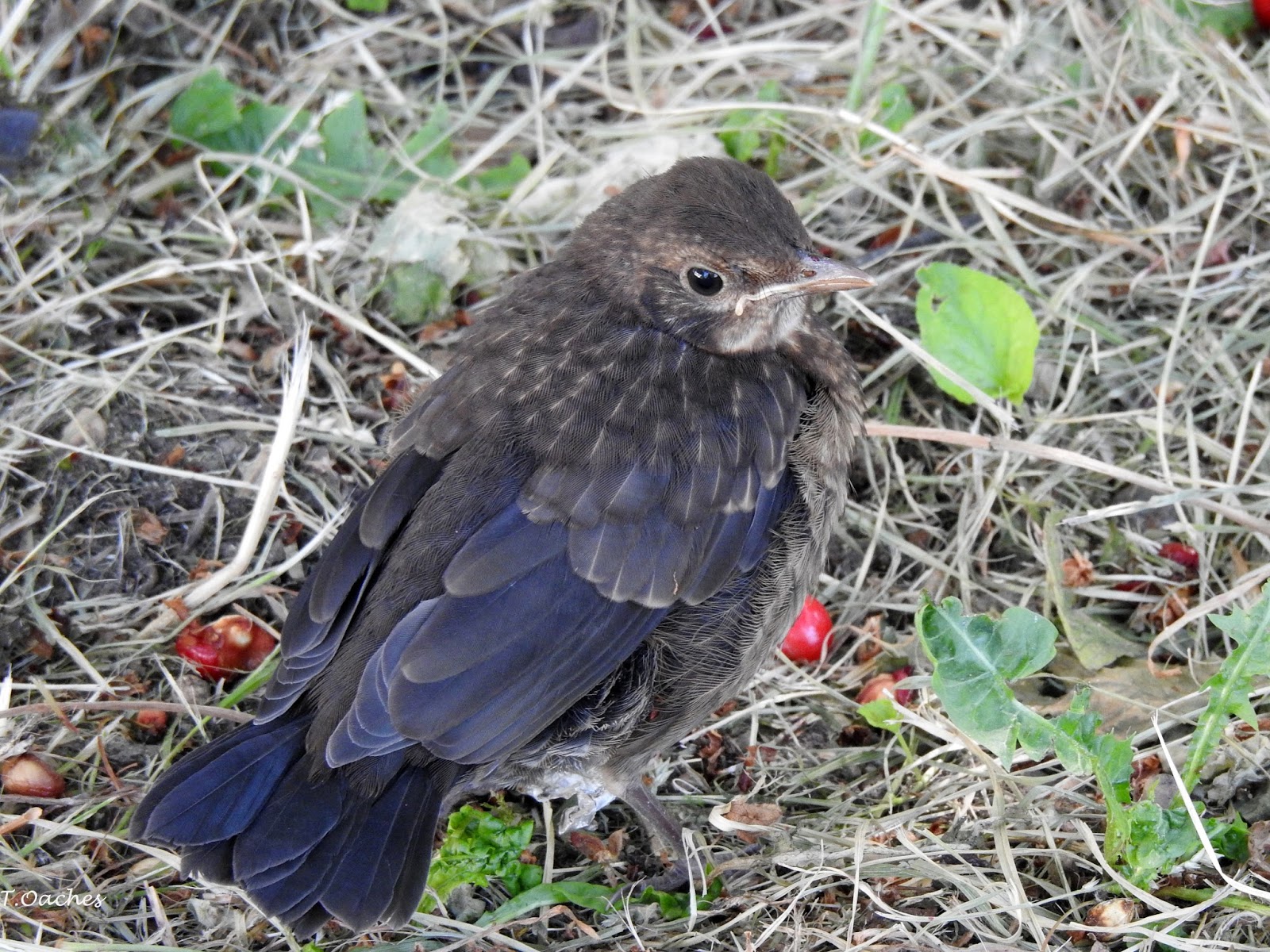 PASARI DIN ROMANIA: MIERLA (3), PUI si JUVENILI, Turdus merula