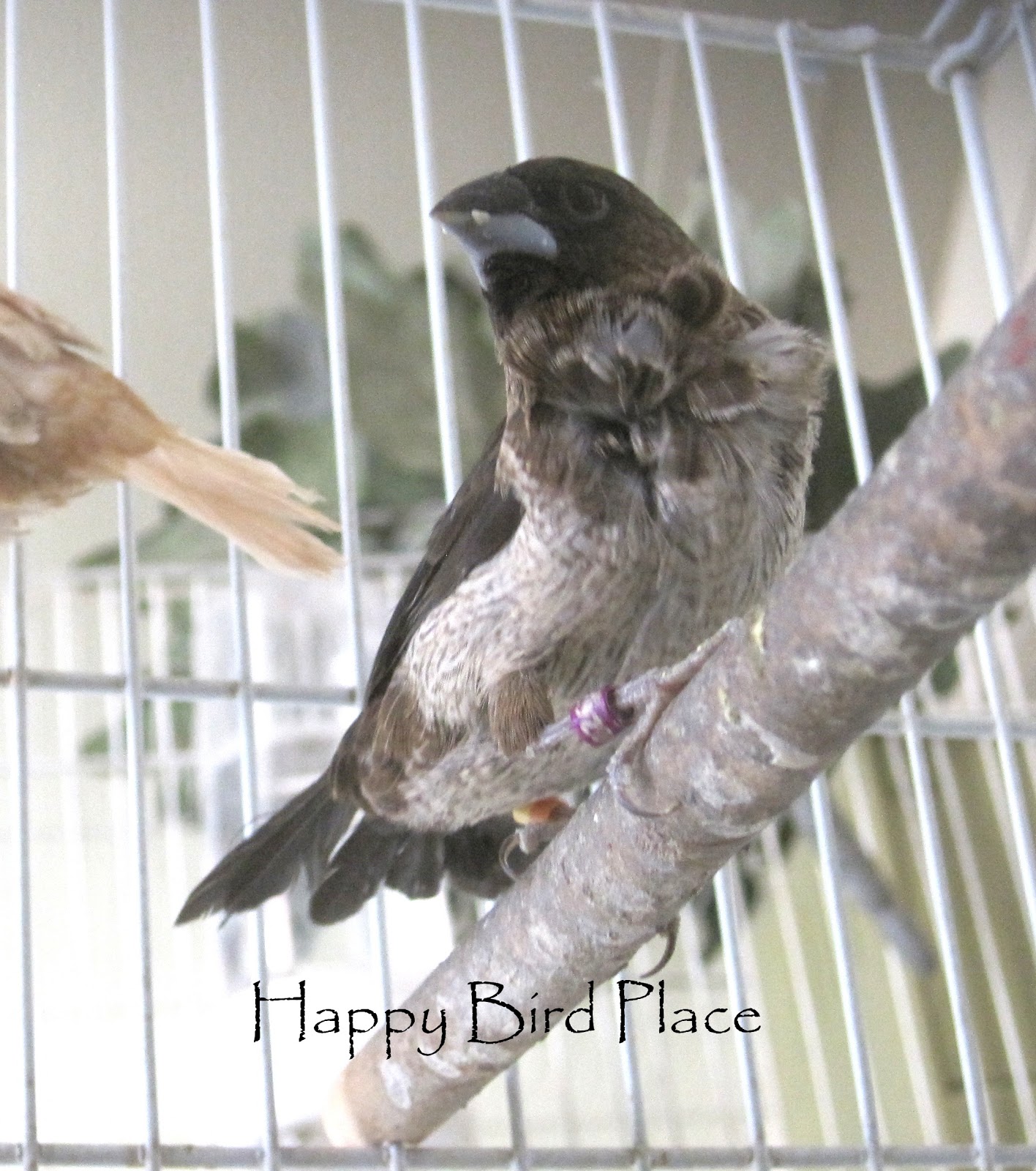 Happy Bird Place Finch and Grasskeet Blog: Avian Genetics 101 - the basics