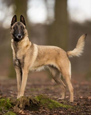 Belgian Malinois - Black Head | Story of All Breed Dog in the World