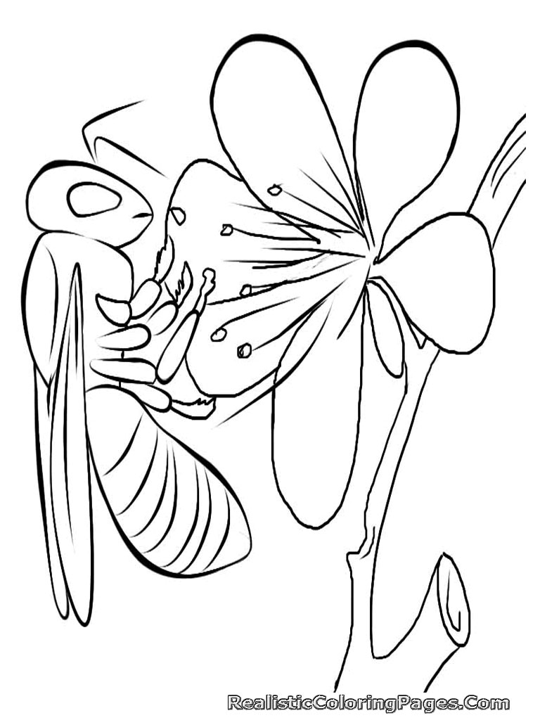 Insect Body Parts Coloring Page Coloring Pages