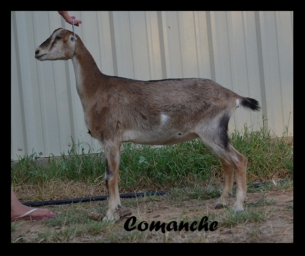 The Adventures of Noodleville: The Newest Earless Wonders of Noodleville