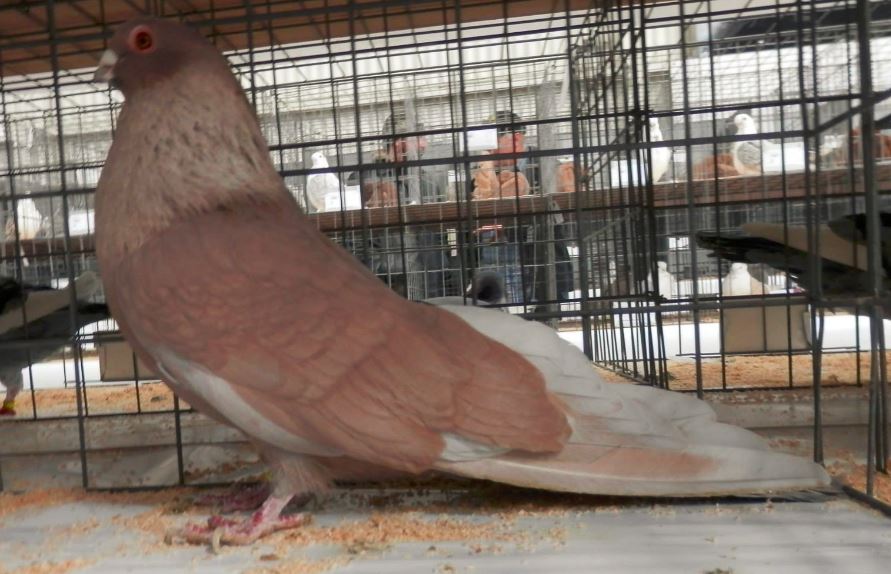 World of Pigeons and Doves: The Egyptian Swift ( Ägyptischer Segler )