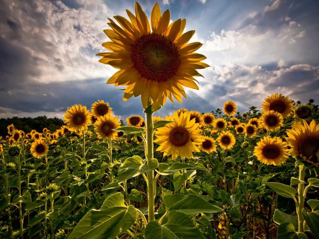SER CONSCIENTES 1111: ¿Han visto los girasoles?