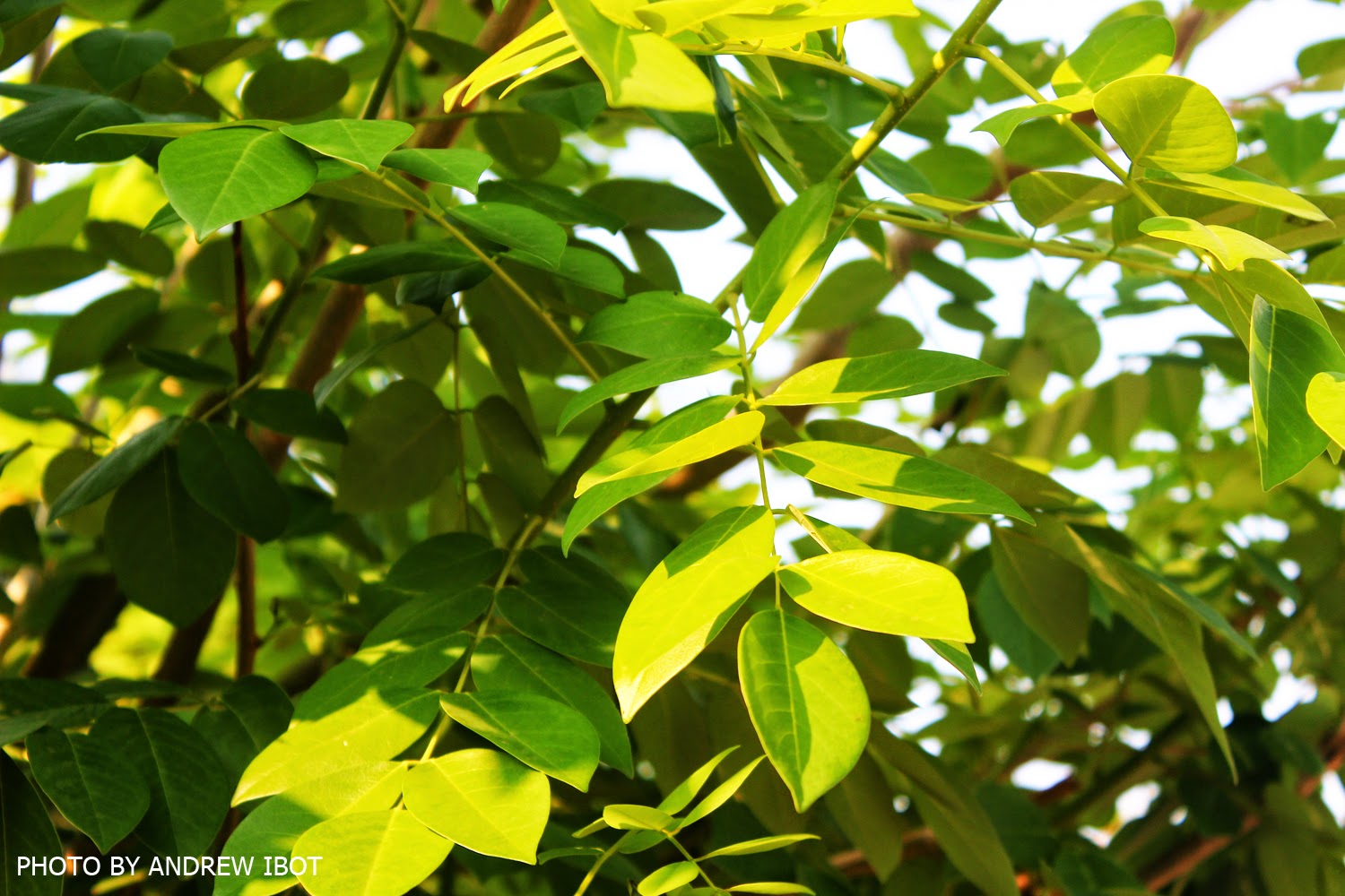 Ako si ANDREW IBOT!: Kakawate (Gliridia sepium (Jacg.) Steud)