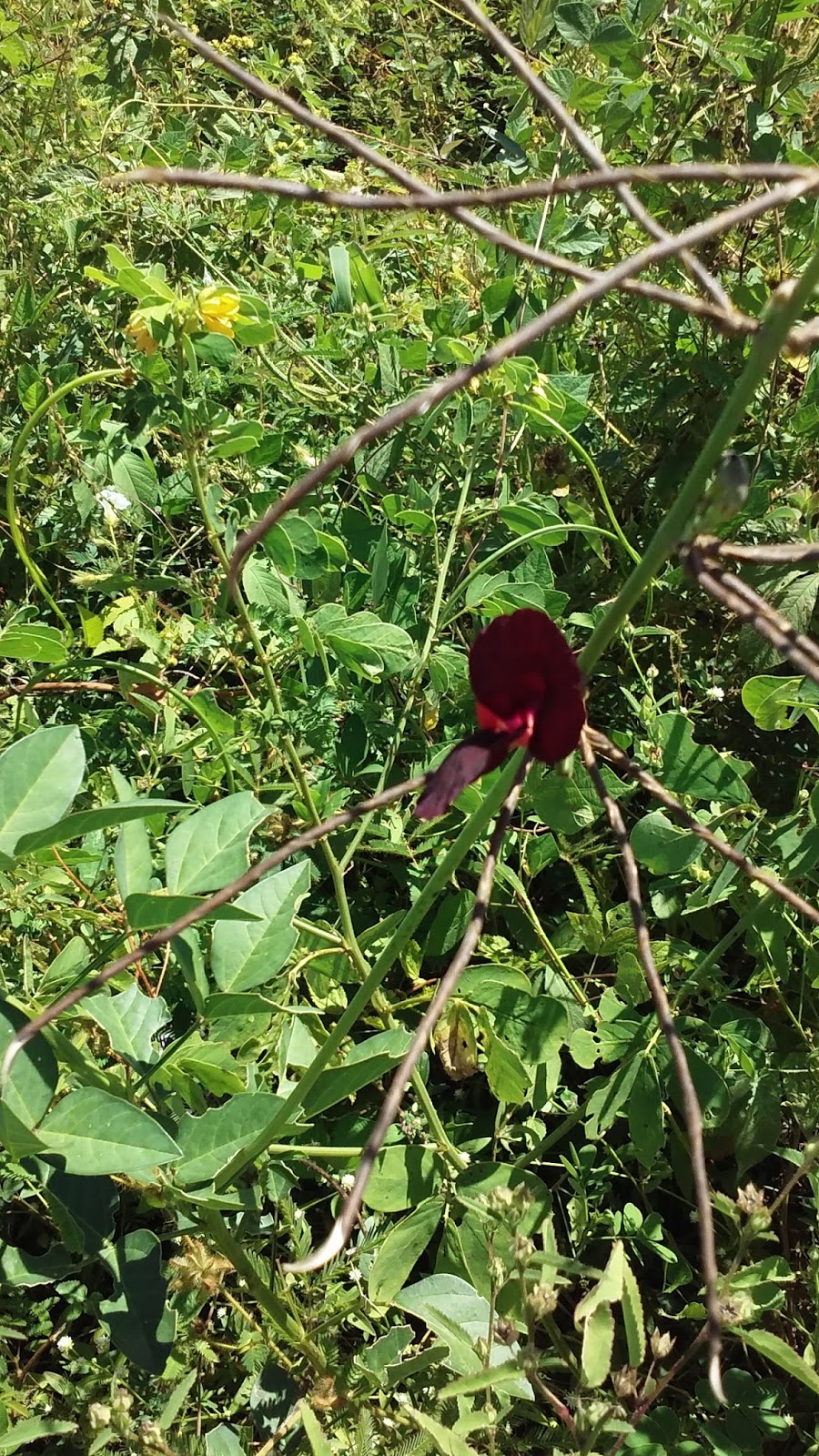 Sertão florido: flores da caatinga - Giovani Costa