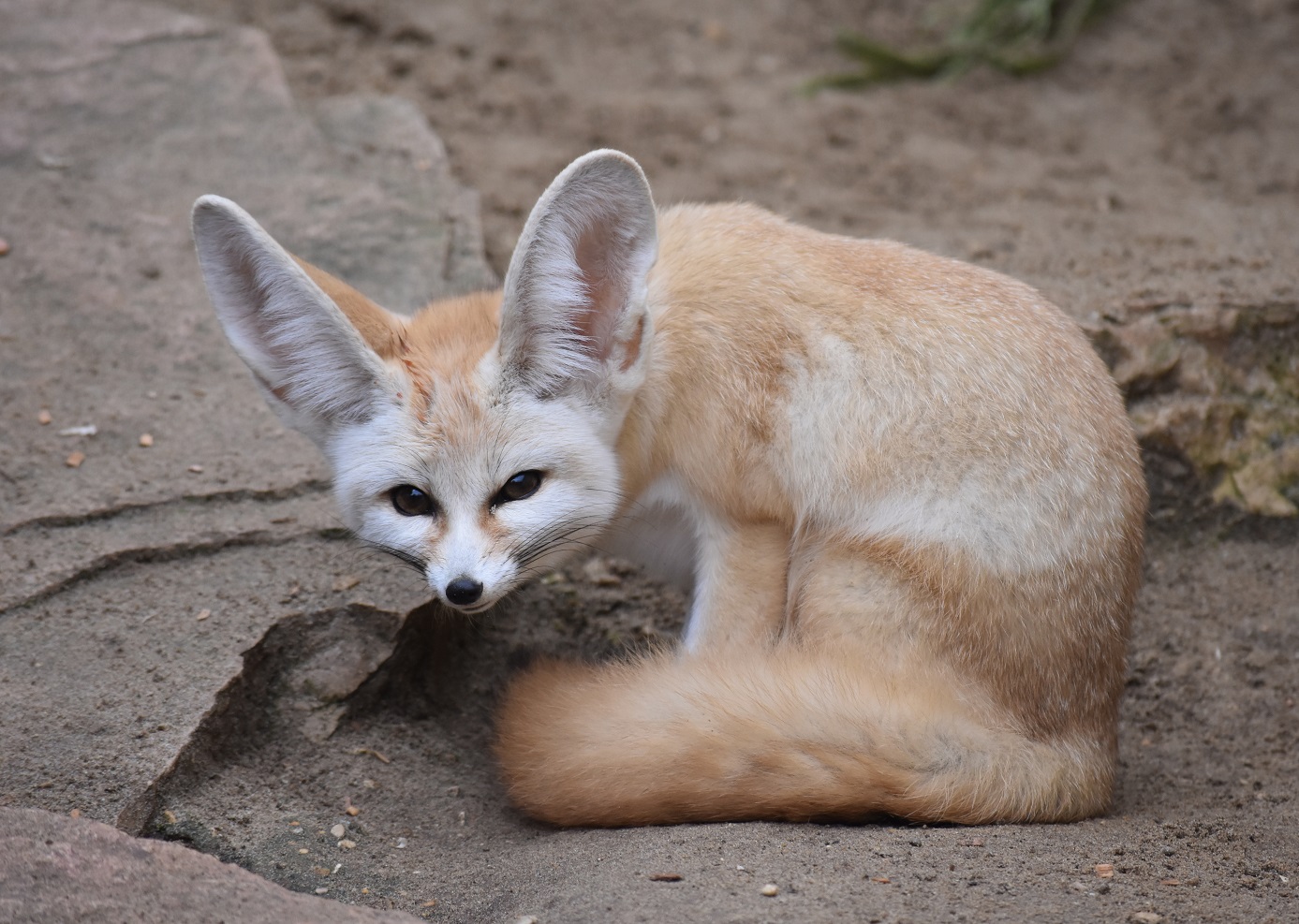 ZOOTOGRAFIANDO (6.100 ANIMALS): FENEC / FENNEC FOX (Vulpes zerda)