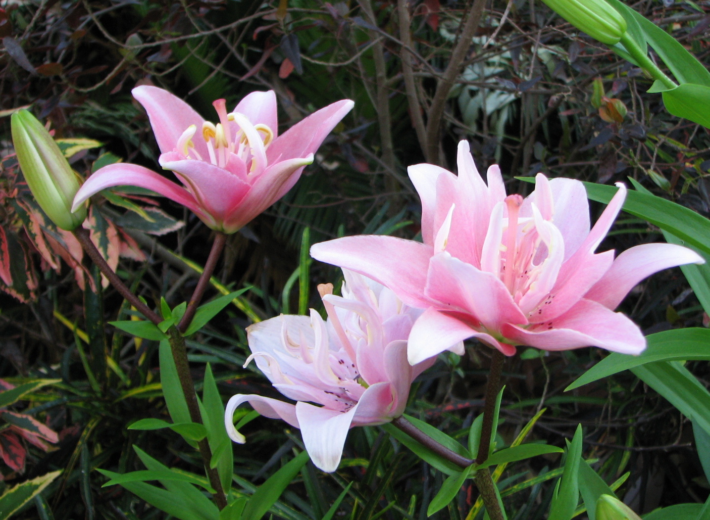 Bush Bernie's Blog: Friday Flower Flaunt ... The Lily Show