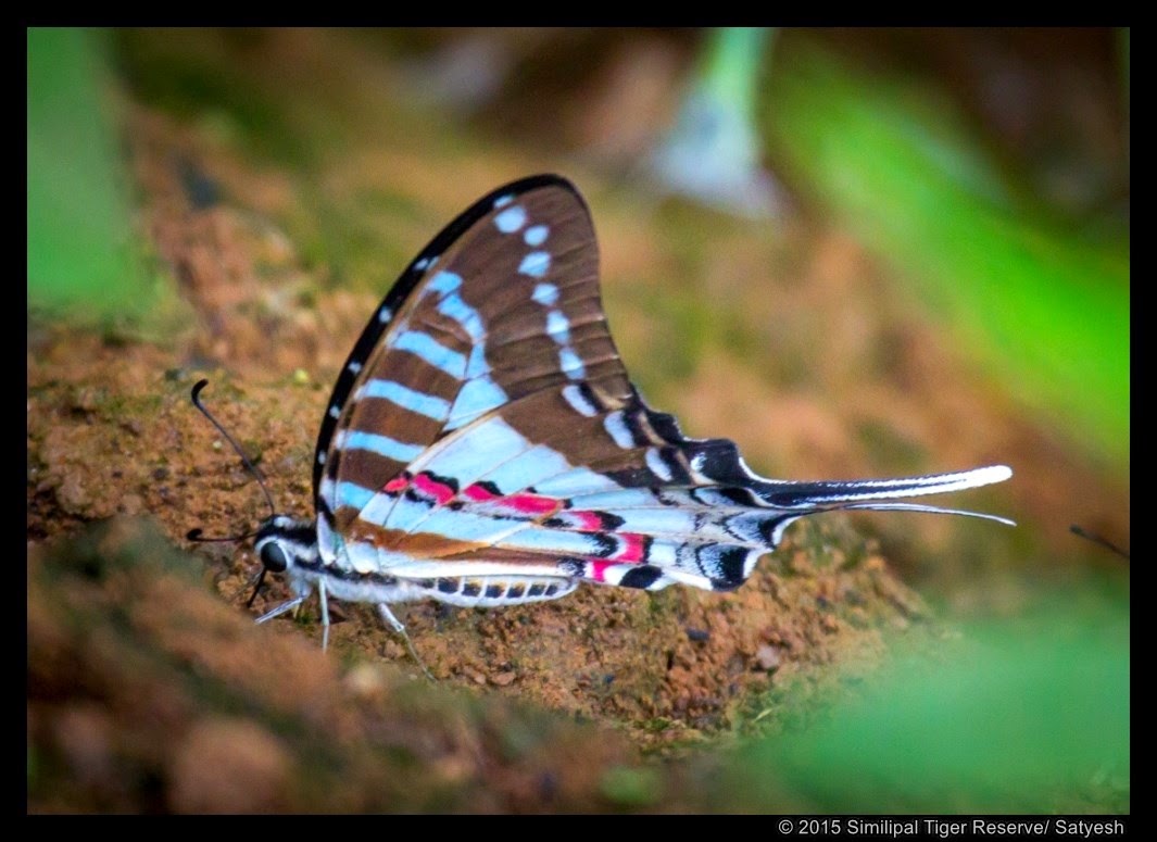Wilderness Tales from Odisha: Butterflies of Similipal