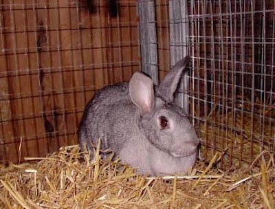 Information About Pets