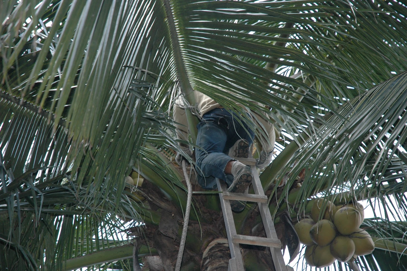 The Basics of Starting a New Coconut Plantation