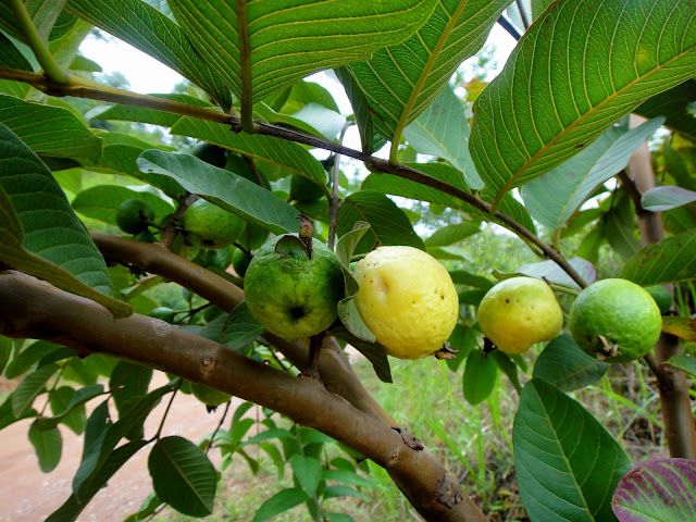 DIÁRIO COM A NATUREZA: 14 DE JUNHO - GOIABEIRA - GOIABA - FRUTA - FLOR ...