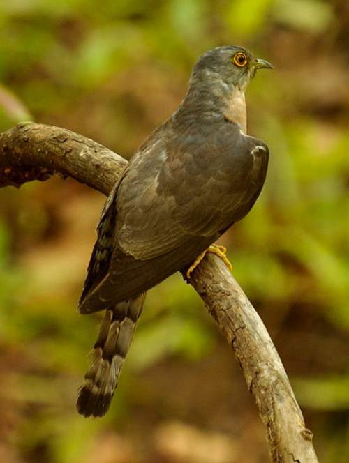 Common hawk-cuckoo | Birds of India | Bird World