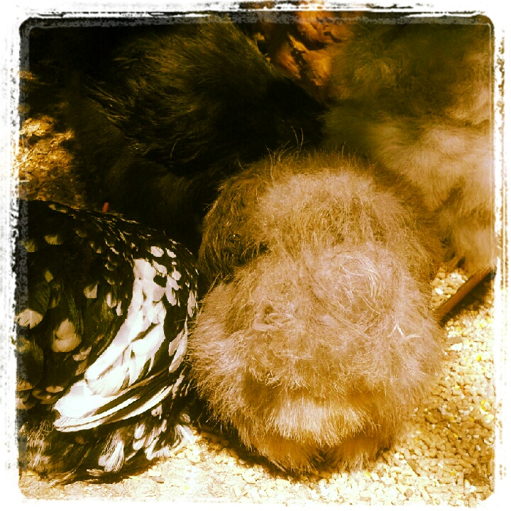 The Early Moulting Hen Society | Community Chickens