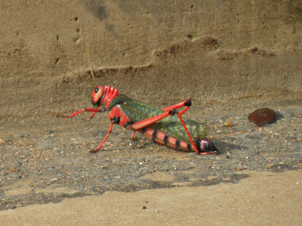 La Quigua: El Cheveve de Paraguaná