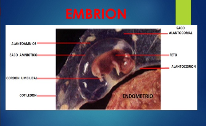 EMBRIOLOGIA