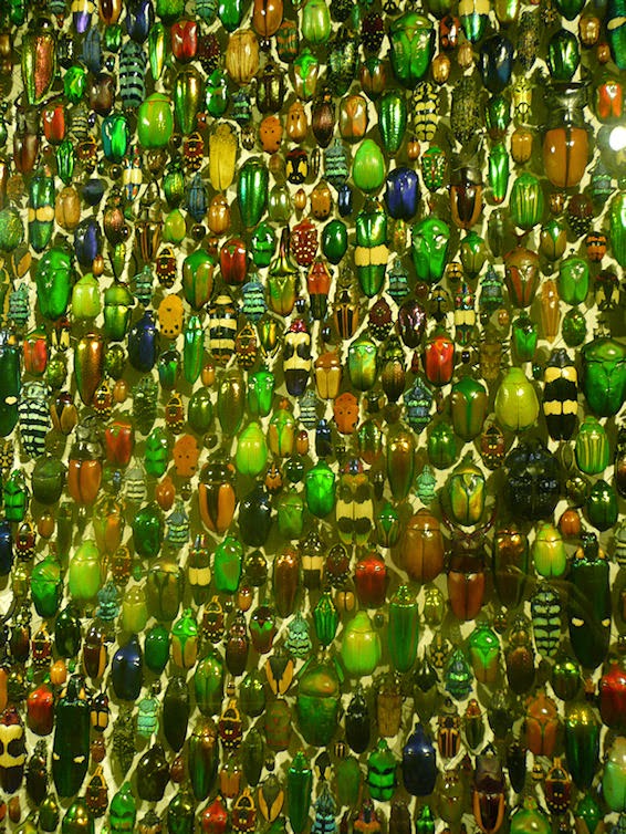 ...COQUELICOTS, COQUILLAGES...et BELLES PAGES !: Coléoptères et ...