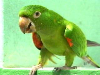 Gata Lili: Seu Antônio e a maritaca! Uma bela amizade entre homem e ...