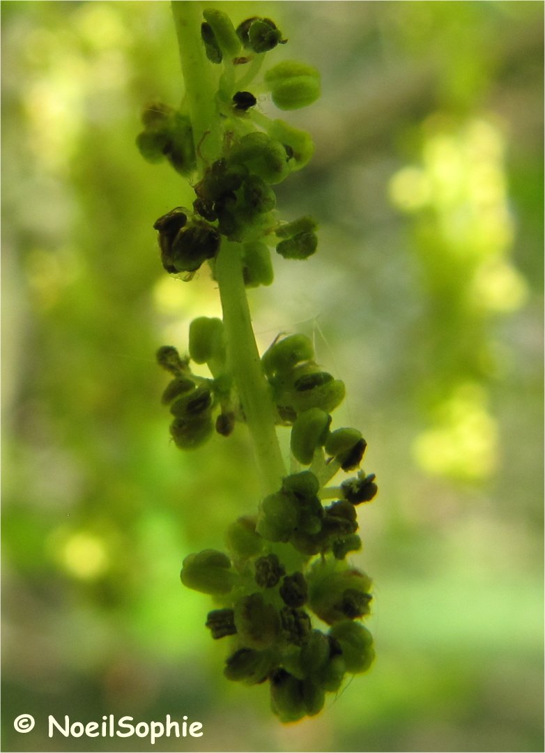 Le n'oeil de Sophie: Fleurs de chêne