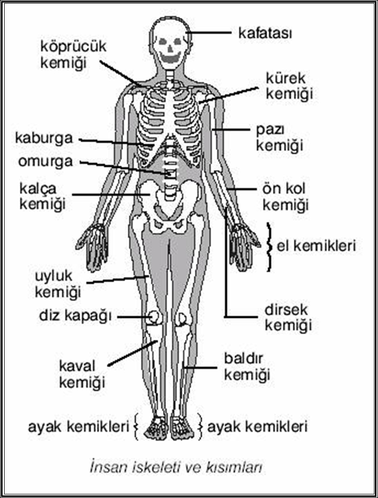 Ehil Kalem: İskelet