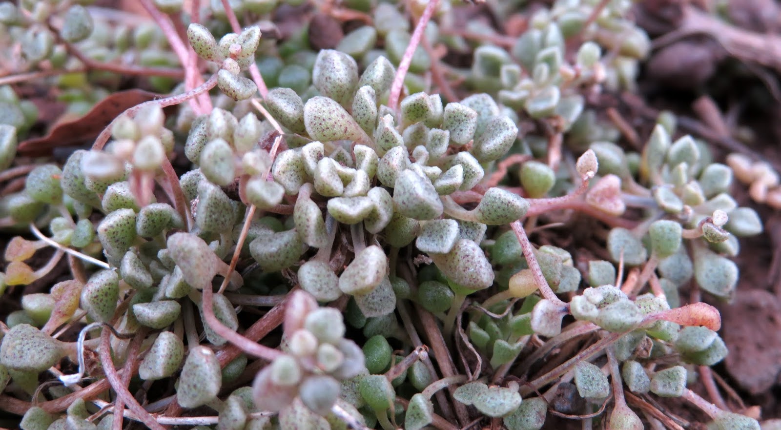 Monanthes lowei (A. Paiva) P. Pérez & Acebes