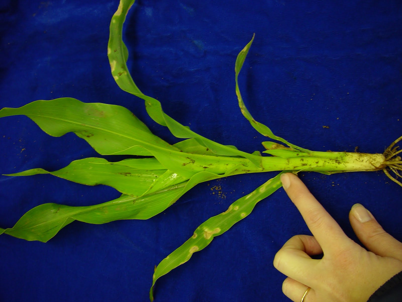 University of Illinois Plant Clinic: Everyone is Talking about Corn ...