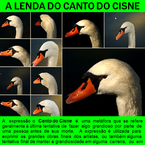 O Blog do JF: A lenda do Canto do Cisne