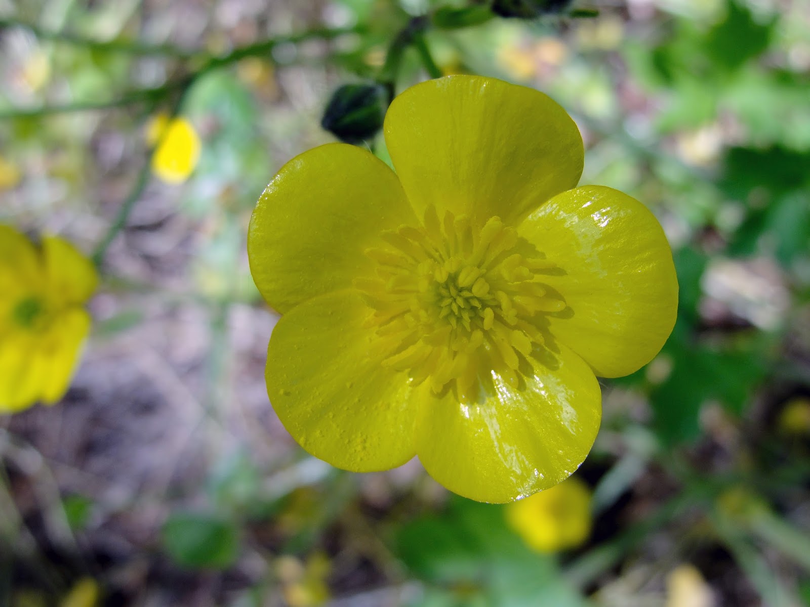 imatges de menorca: PLANTES DE MENORCA: Ranunculus macrophyllus Desf.