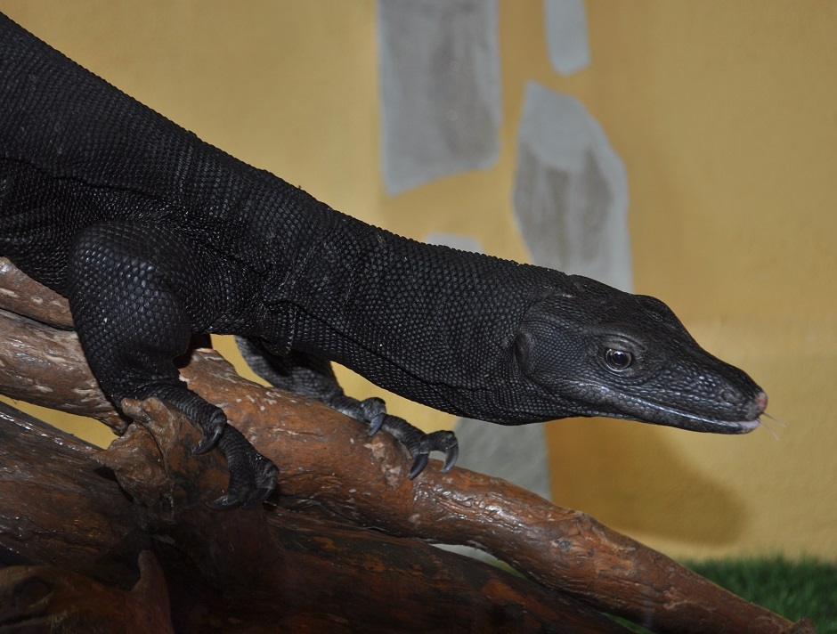 ZOOTOGRAFIANDO (6.100 ANIMALS): VARANO NEGRO ARBORÍCOLA (Varanus beccarii)