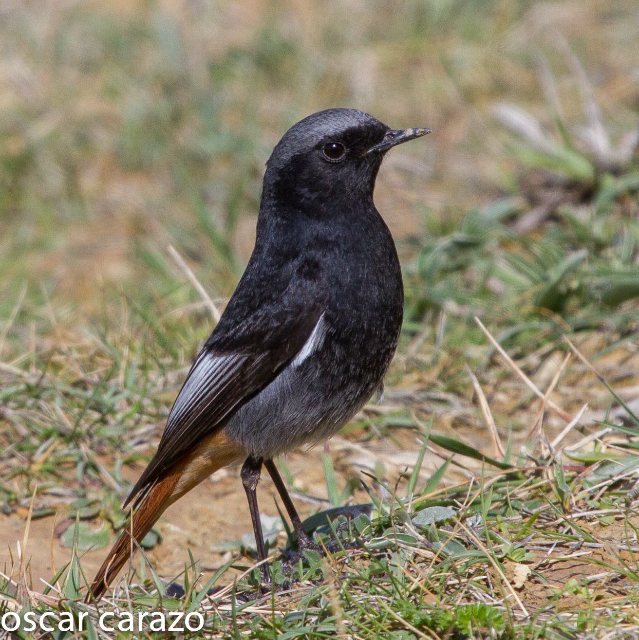 AVESANTURTZI: BUSCARLA Y COLIRROJO