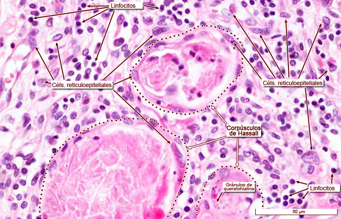 Álbum Histologico : Tejido Conectivo