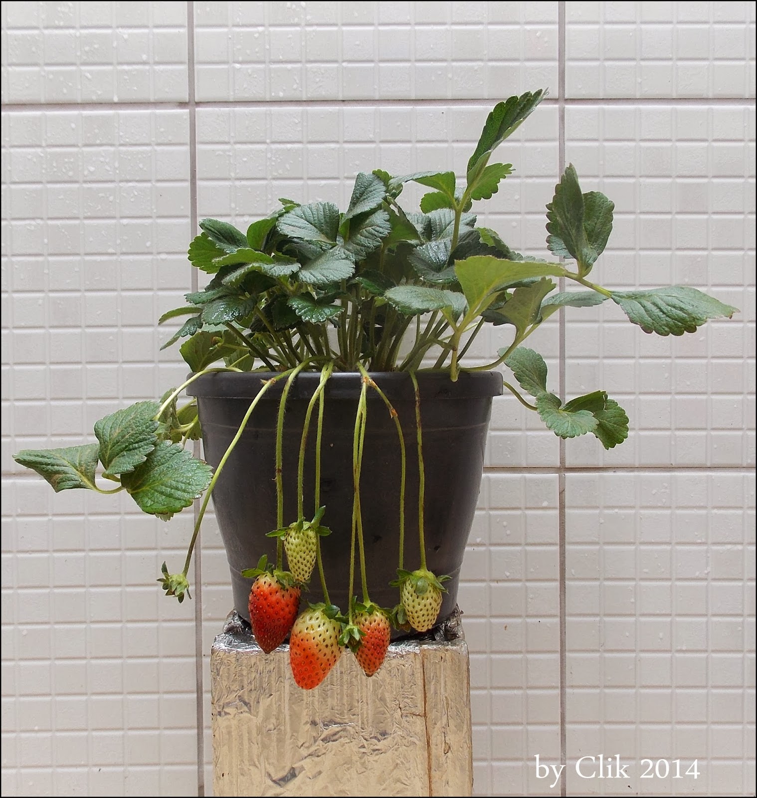 Mundo das Plantas : 02/01/2014 - 03/01/2014