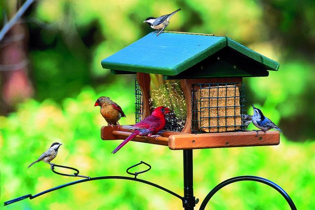 Backyard Bird Feeding Setup - A How to Guide | Nature Notes Blog
