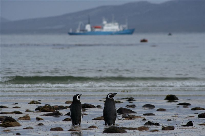 A PENGUIN A DAY KEEPS THE DOCTOR AWAY ...: Penguin Shipping ...